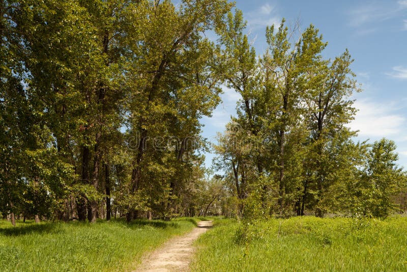 A Foot Path through the Woods on a Beautiful Warm Summer Day Stock ...