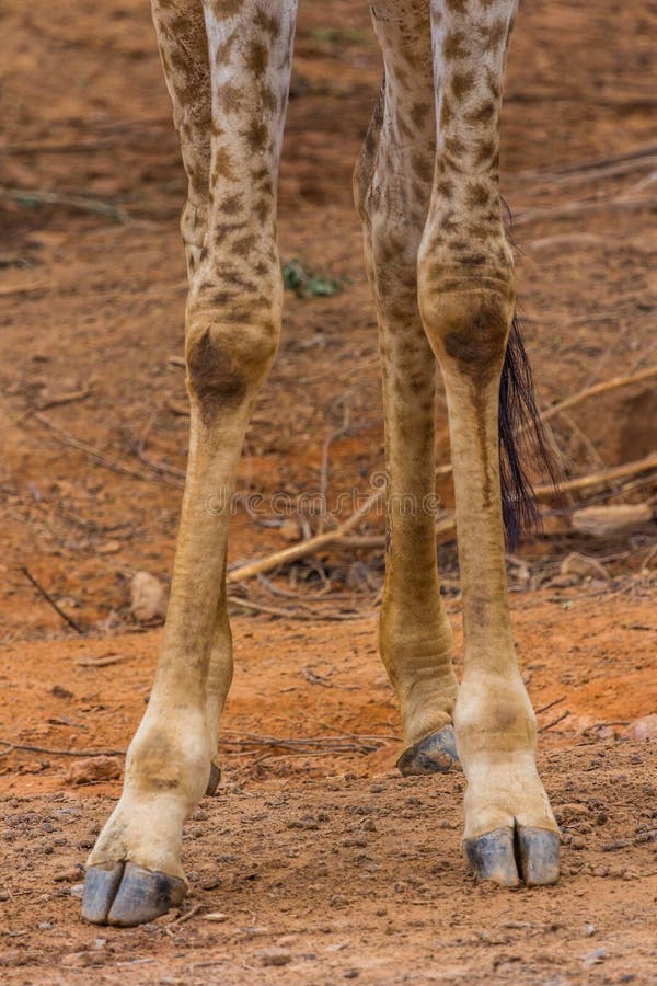 216 Longest Neck Photos - Free & Royalty-Free Stock Photos from Dreamstime
