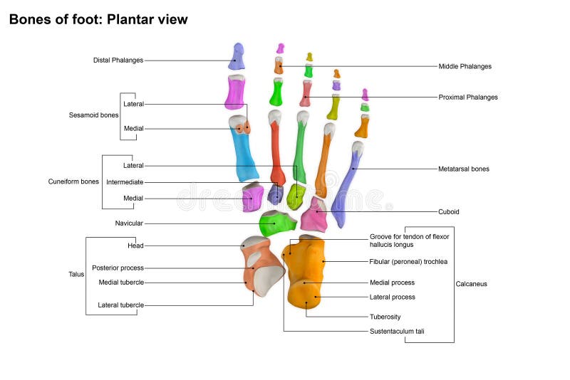 Foot Planter view stock photo. Image of bone, planter - 76445188