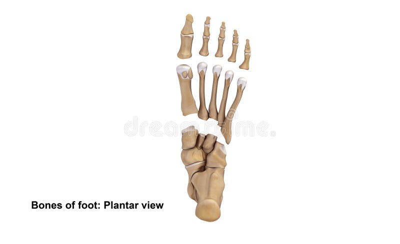 Foot Planter view stock illustration. Illustration of metatarsal - 81704194