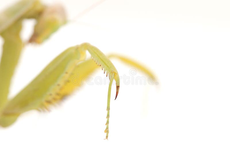Foot praying mantis stock image. Image of single, invertebrate - 30746653