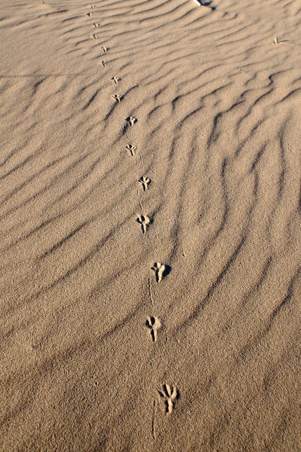 Foot print stock image. Image of sand, scene, sandy, future - 923373