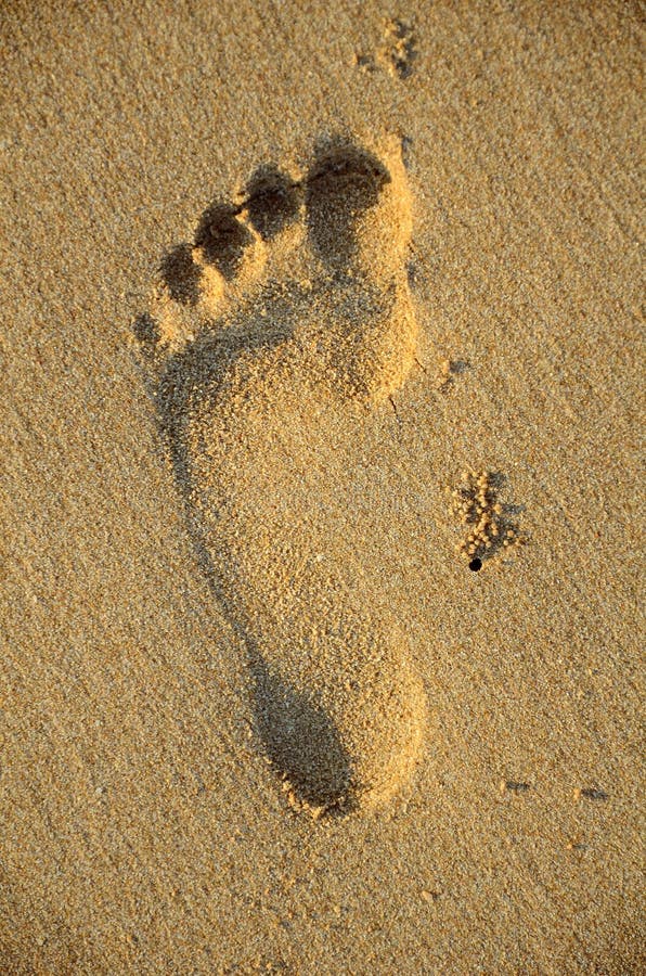 Footprints of a Family in the Sand on Beach Stock Image - Image of ...