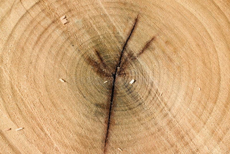 490 Core Bird Stock Photos - Free & Royalty-Free Stock Photos from ...