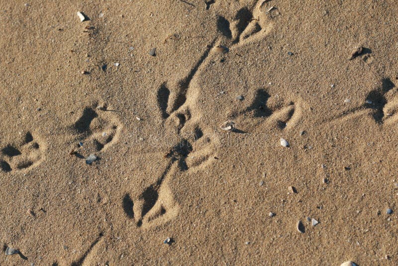 Foot Prints of Birds in the Sand on a Sunny Beach, Natural Summer ...