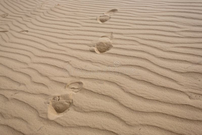 Foot prints in desert. stock image. Image of area, natural - 24181147
