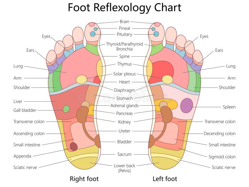 Foot Reflexology Chart with Pressure Points Vector Stock Vector ...