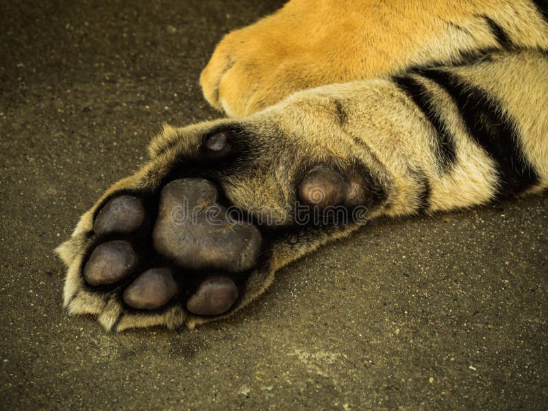 Foot of Siberian Tiger stock image. Image of tiger, animal - 63332685