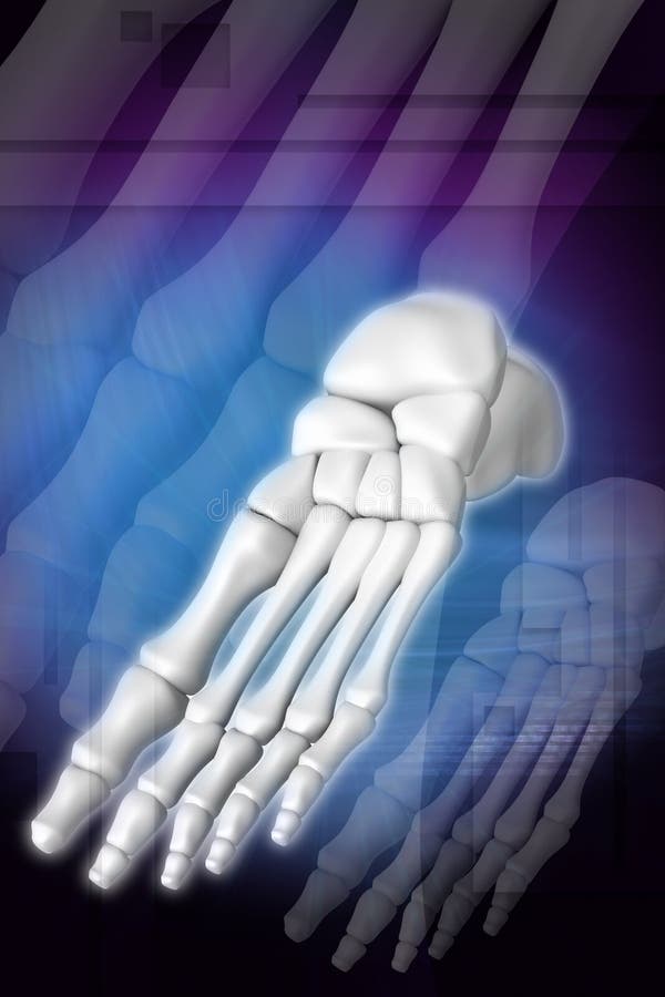 Foot skeleton stock illustration. Illustration of medical - 14152586