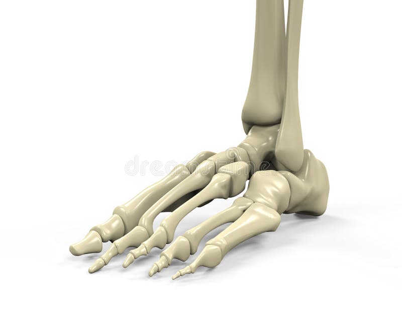 Anatomy of a skeleton foot stock vector. Illustration of ankle - 92255291