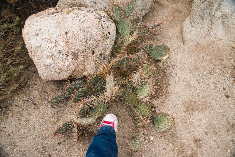 Foot stepping on cactus stock image. Image of mountains - 63977465