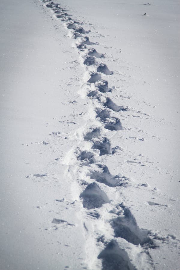 Foot steps in deep snow stock photo. Image of path, christmas - 208973972