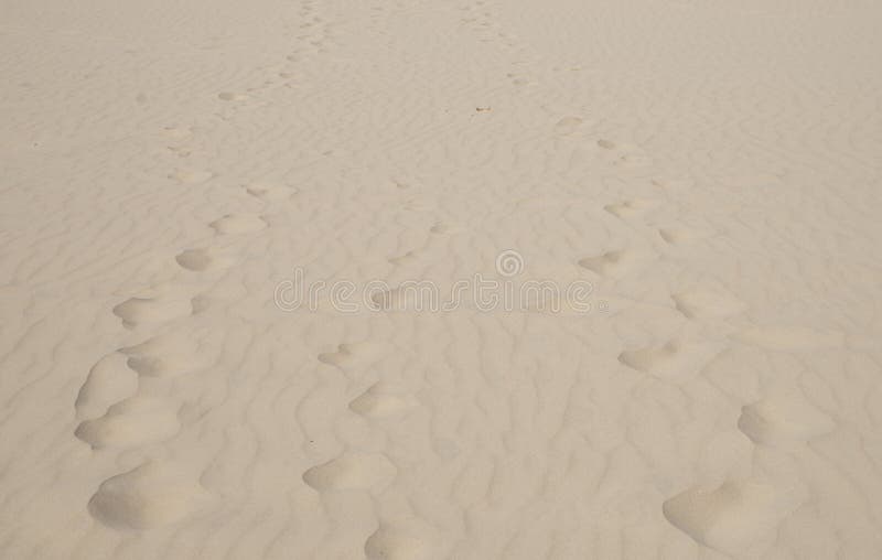 719 Desert Foot Steps Stock Photos - Free & Royalty-Free Stock Photos ...