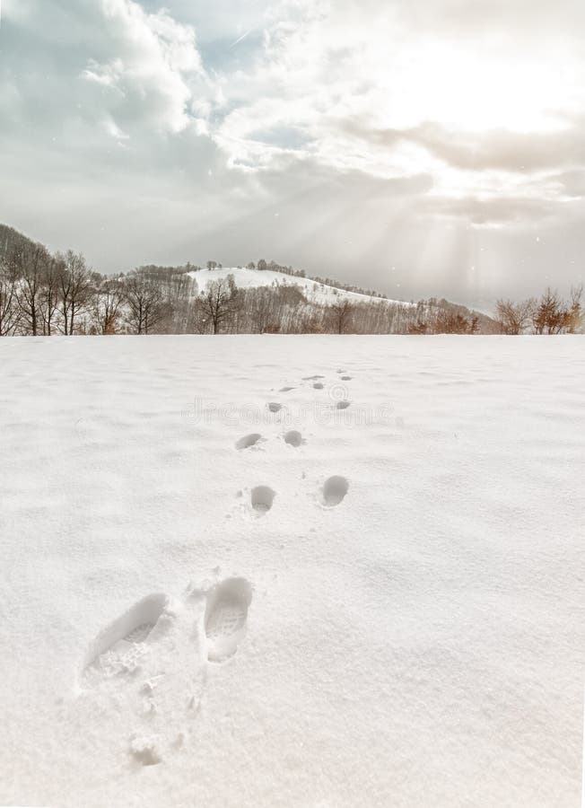 Foot Steps Trails at Snowy Winter Stock Image - Image of snow, foot ...