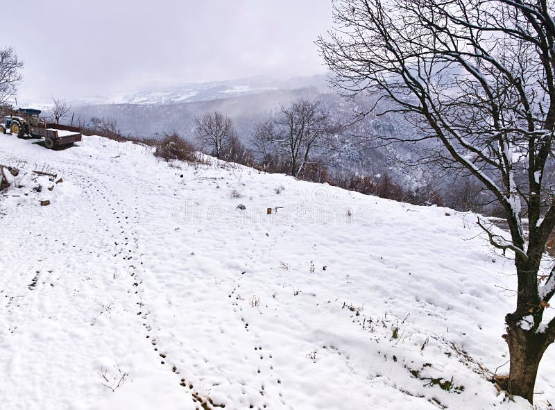 Foot Tracks on Snow Covered Land, Bare Tree and Tractor. Winter ...