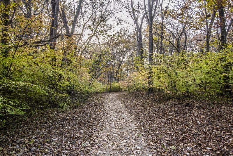 Foot trail in the forrest stock image. Image of nature - 163810015