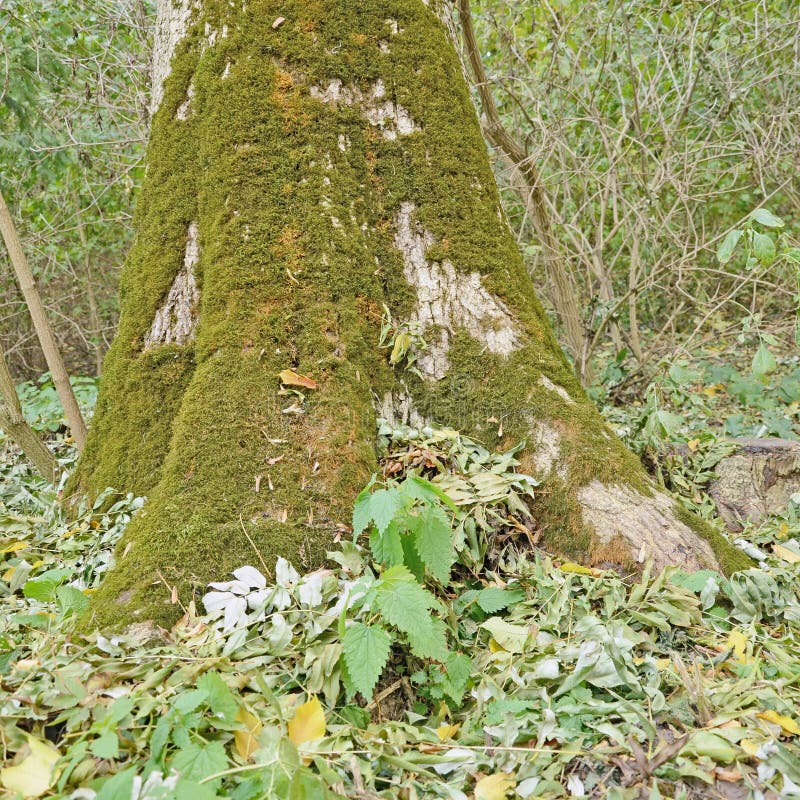 At the foot of a tree stock image. Image of foot, moss - 94986515