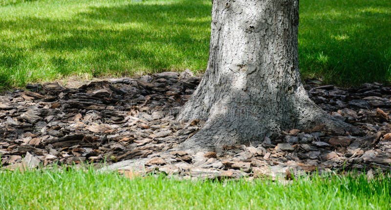 Foot of the Tree Sheltered by Bark Pieces and Cones in the Middle of ...