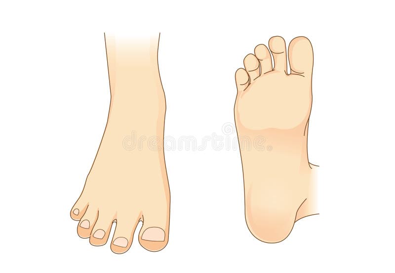 Foot Vector in Side View and Bottom of Foot Stock Vector - Illustration ...