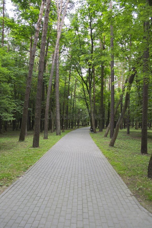Foot way among the trees stock image. Image of russia - 35156427