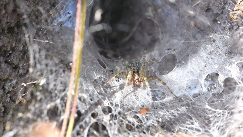 Footage of an Angle Spider Web Spider in Its Web on a House Wall ...