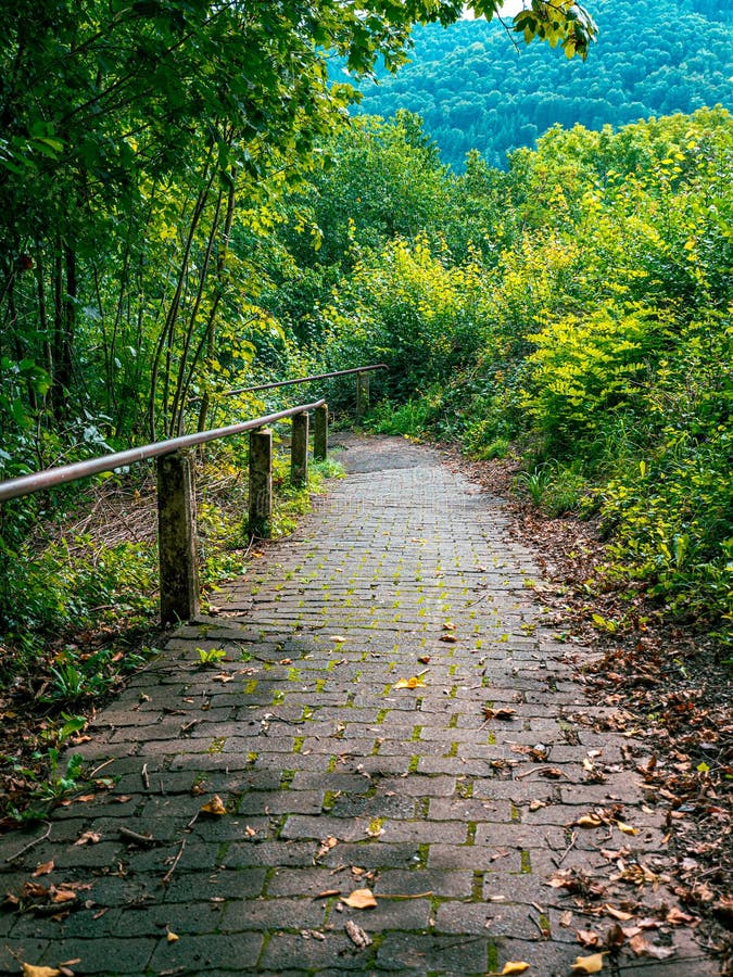 Footage of a Cobbled Path in a German Forest Stock Photo - Image of ...