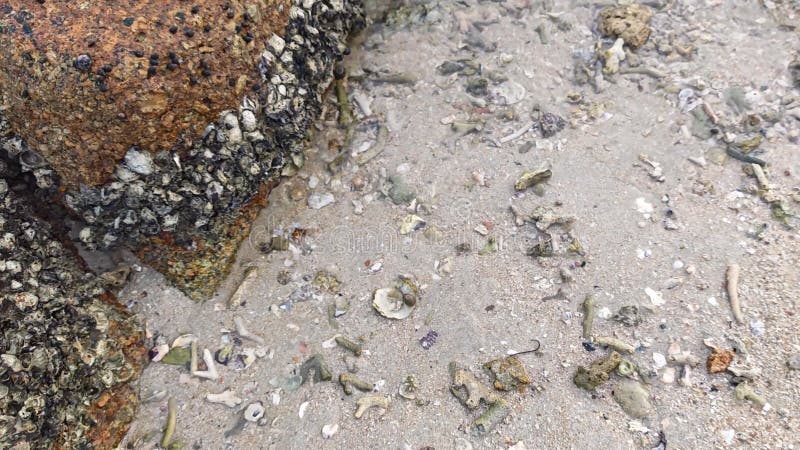 Common Limpets Shell Remains Stuck on the Rocks or Boulder by the Beach ...