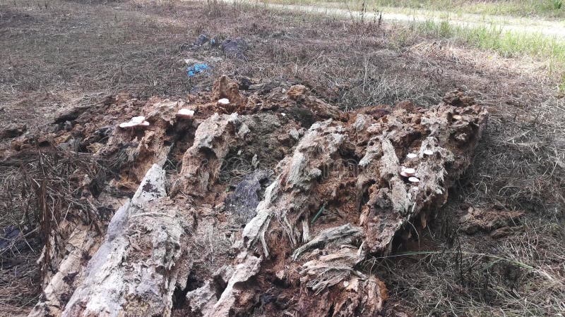 Dead Rotting Tree Trunk on the Ground Stock Footage - Video of ground ...