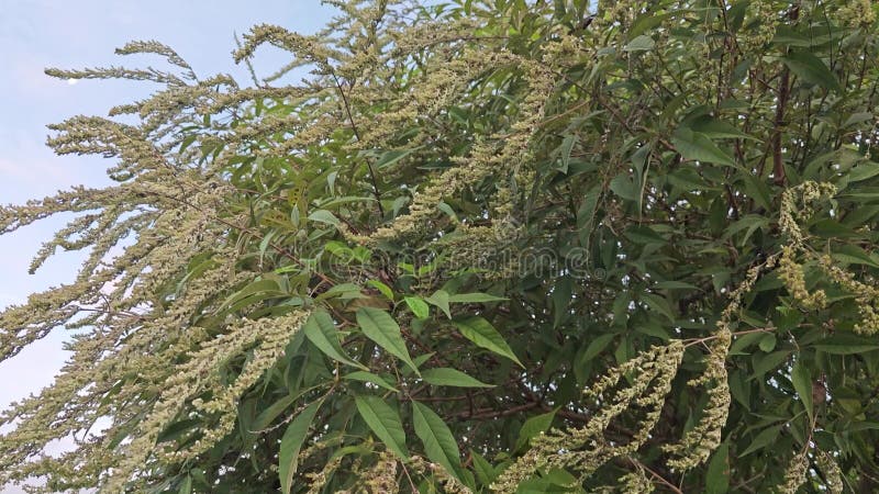 Deciduous Shrub Buddleja Asiatica Tree with White Tiny Spikes Flowery ...