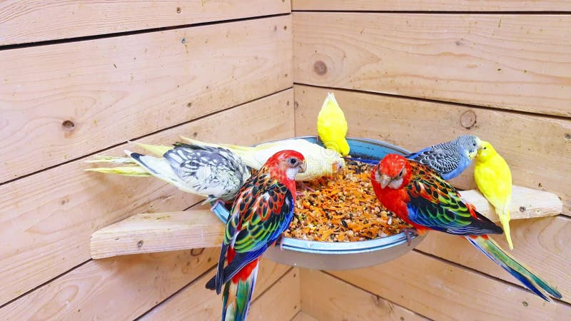 Footage of the Different Types of Birds and Parrots in Aviary. Nature ...