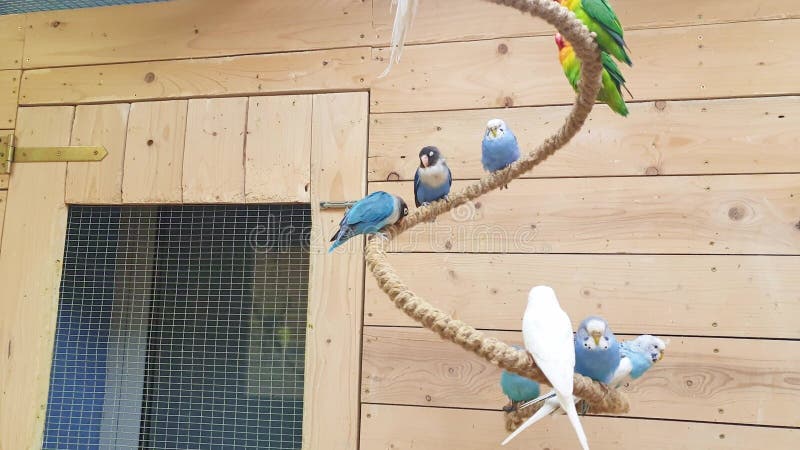 Footage of the Different Types of Birds and Parrots in Aviary. Nature ...