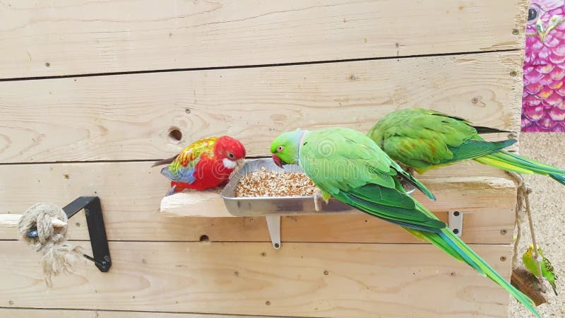 Footage of the Different Types of Birds and Parrots in Aviary. Nature ...