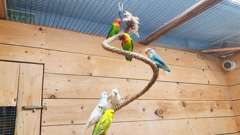 Footage of the Different Types of Birds and Parrots in Aviary. Nature ...