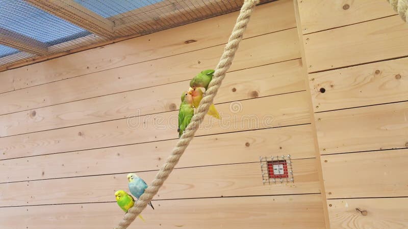 Footage of the Different Types of Birds and Parrots in Aviary. Nature ...