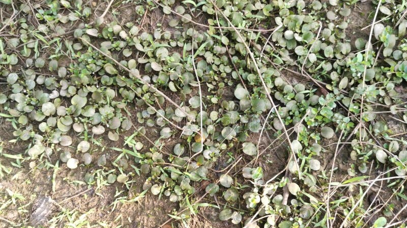 The Dragon S Scale Fern Crawling on the Ground Stock Video - Video of ...