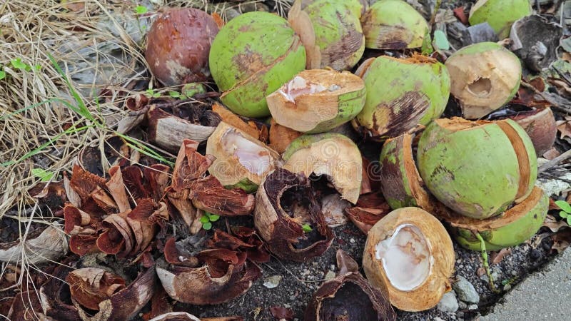 Dump Coconut Fruit Waste after Being Consumed. Stock Video - Video of ...