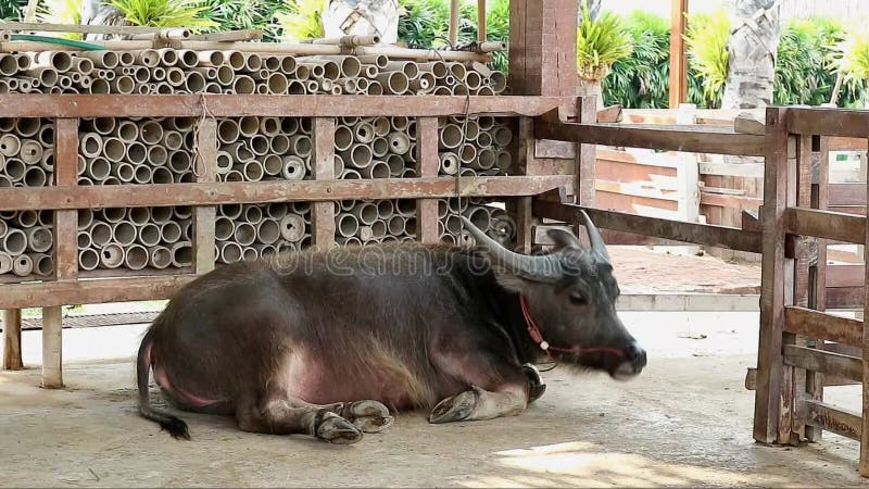 Dwarf Buffalo Chewing the Cud in a Barn Stock Video - Video of grass ...