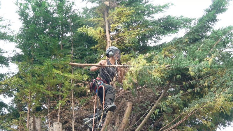Female Tree Surgeon Using a Chainsaw Stock Video - Video of lumberjack ...