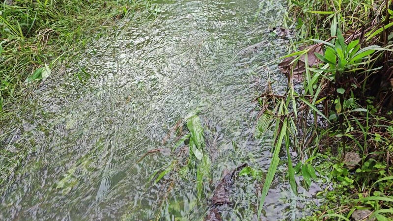 Flowing Side Drain Water Along the Pathway after the Heavy Rain. Stock ...