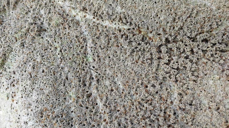 Little Fire Ant Maze Pattern Nest Pathway by the Puddle Side. Stock ...