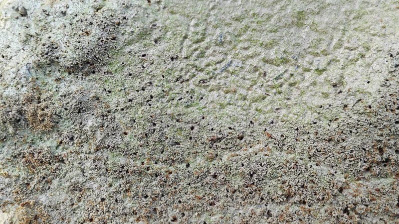 Little Fire Ant Maze Pattern Nest Pathway by the Puddle Side. Stock ...