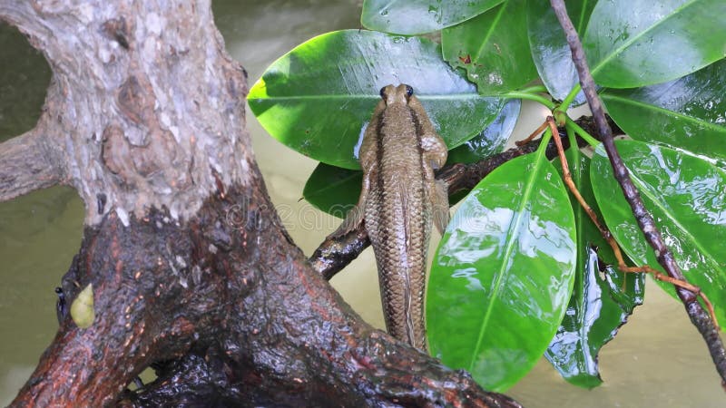Mudskipper Resting on the Tree Root of the Mangrove Forest Stock Video ...