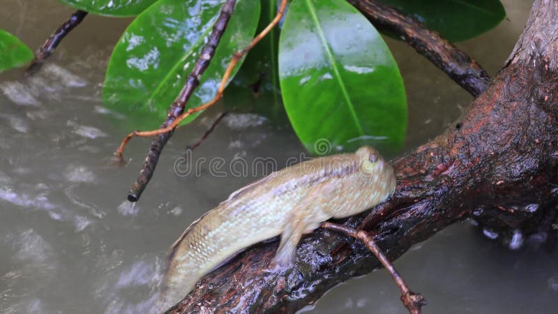 Mudskipper Winking on the Mangrove Tree Root Stock Footage - Video of ...