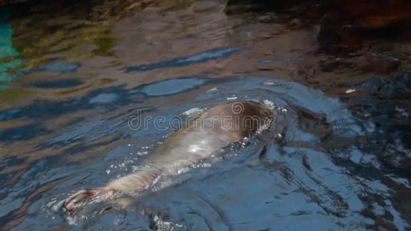 Otter Swimming in Calm Water in Slow Motion by a Flooded Tree Stock ...