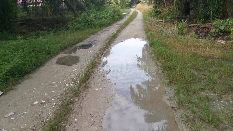 Pathway into the Plantation after the Rain Stock Video - Video of ...