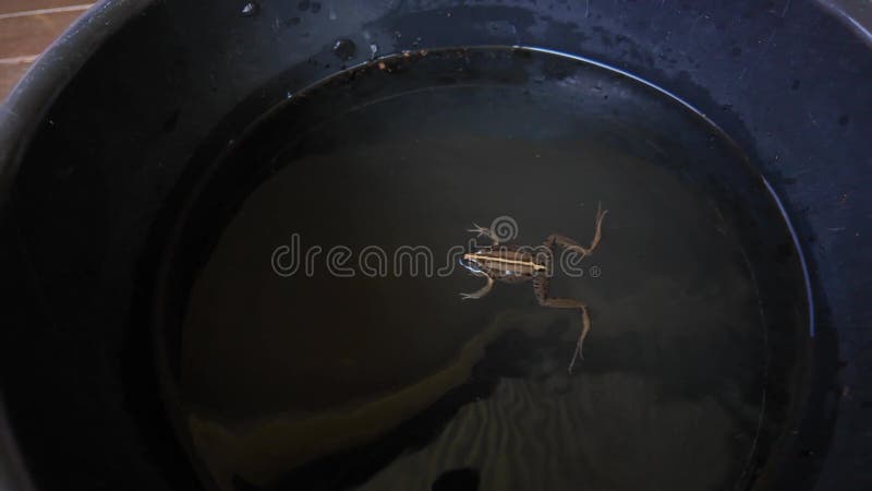 A Small Frog Taking a Swim in a Bucket of Water Stock Video - Video of ...