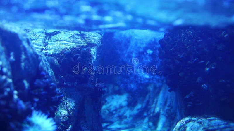 Underwater Ocean Bottom with Rocks Stock Footage - Video of tropical ...