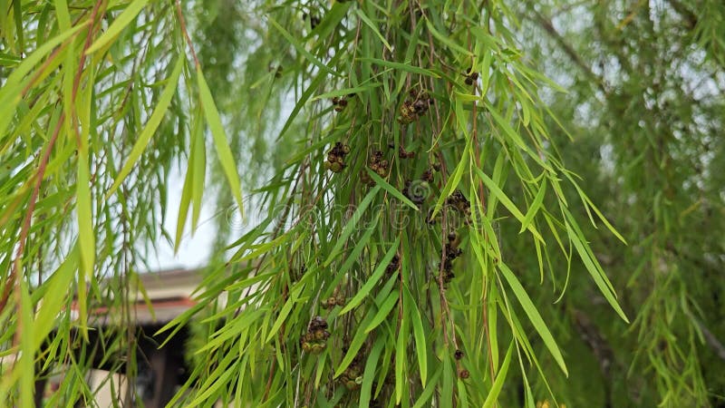 The Weeping Willow Branches with Long Drooping Leaves Sprouting Tiny ...