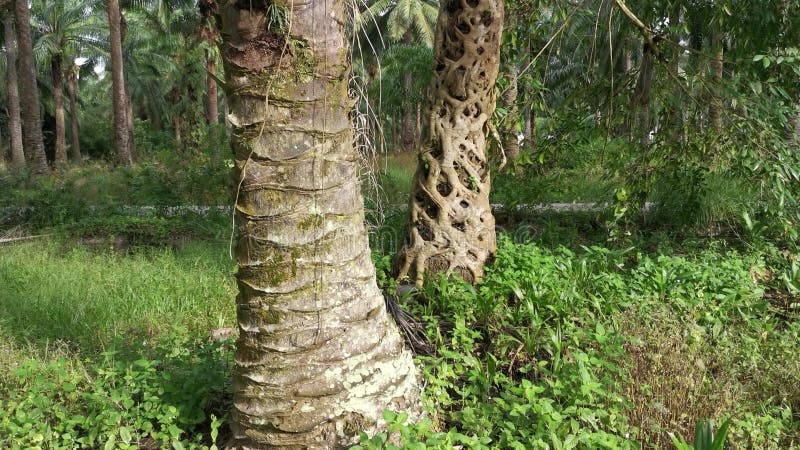 Wild Ficus Microcarpa Root Crawling Around the Palm Trunk. Stock Video ...