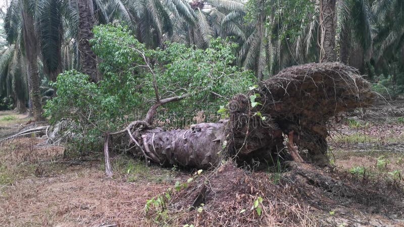 Wild Ficus Microcarpa Root Crawling Around the Palm Trunk. Stock Video ...
